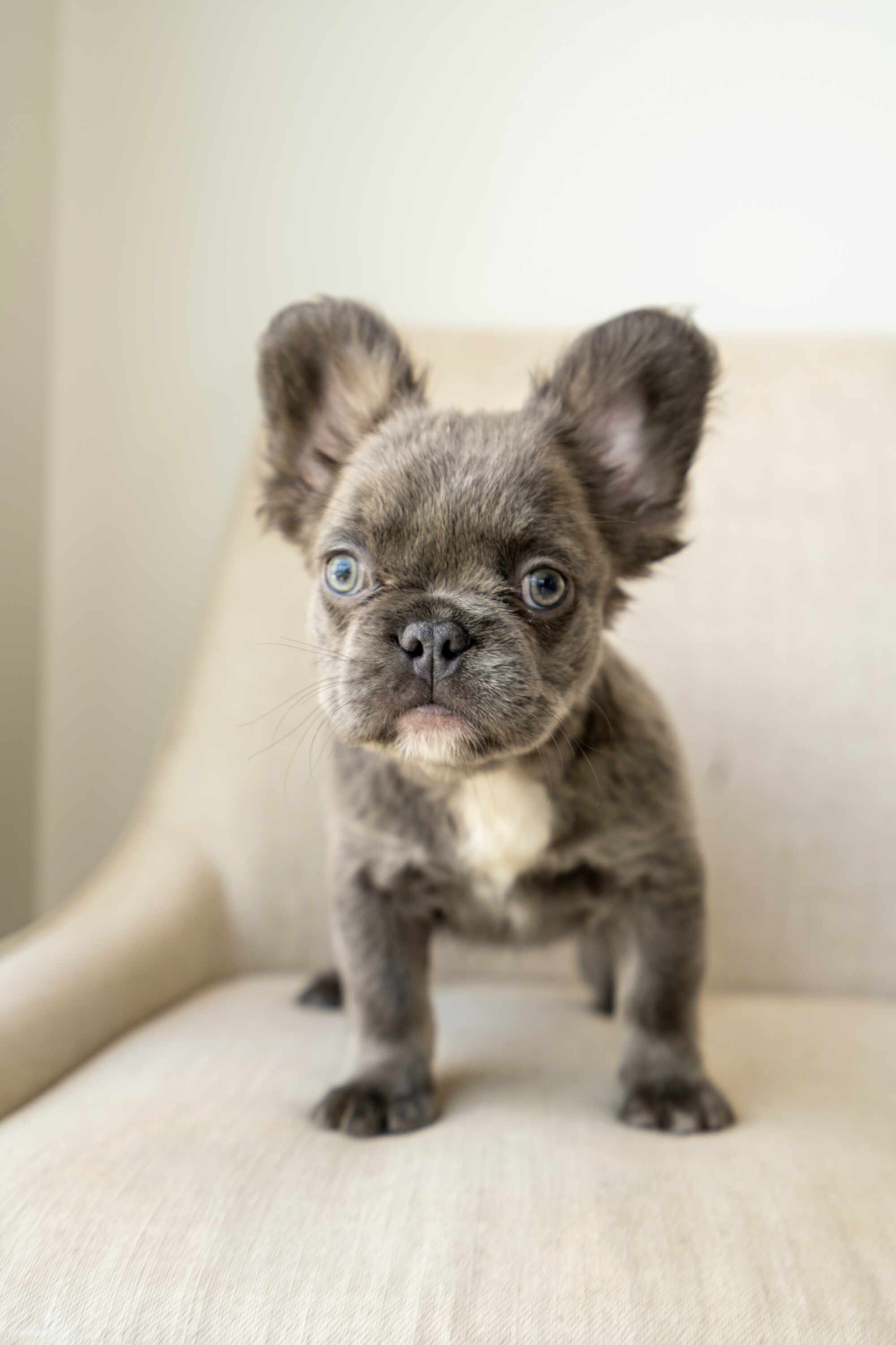 Puppies Sold | Diamond French Bulldogs®