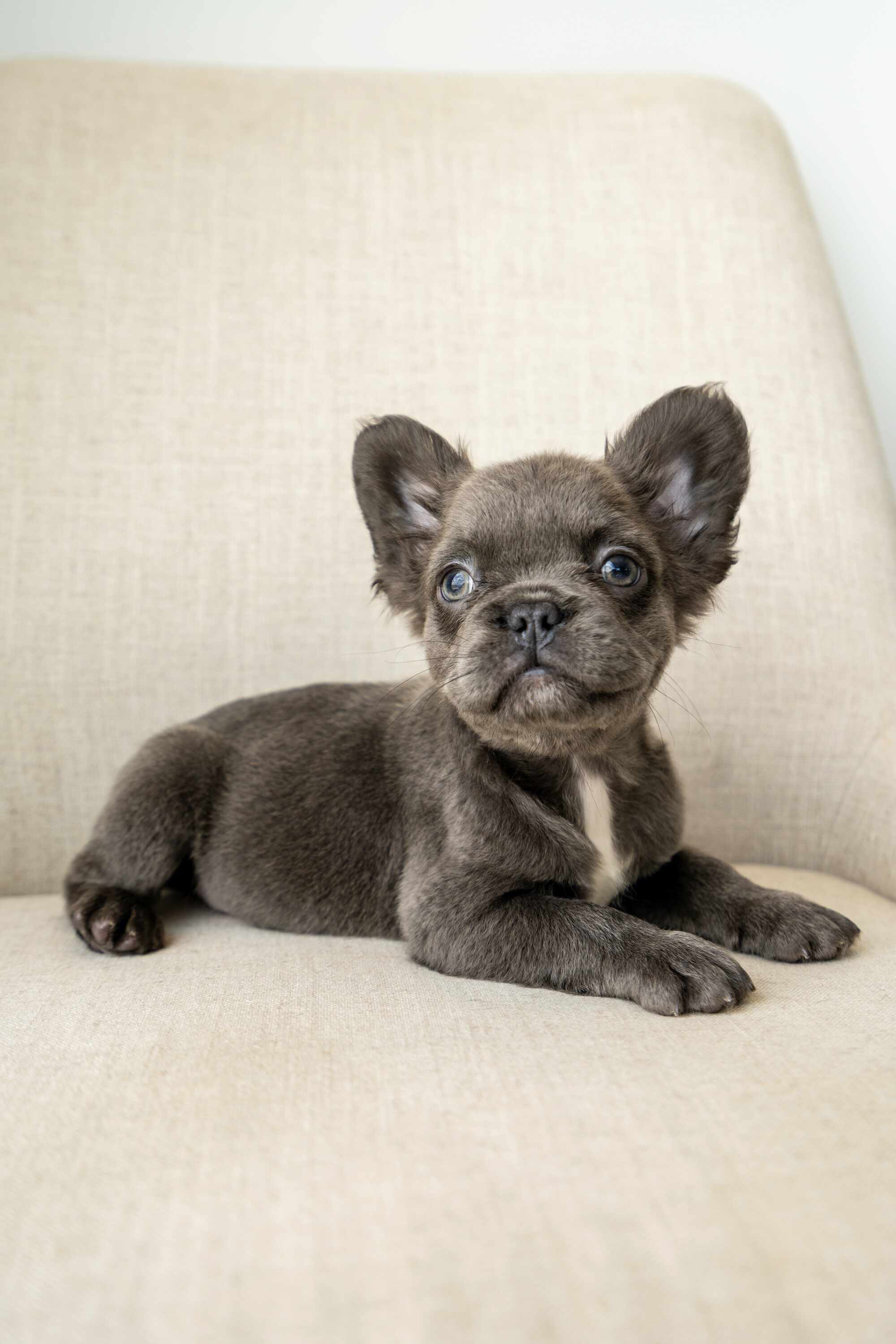 Puppies Sold | Diamond French Bulldogs®