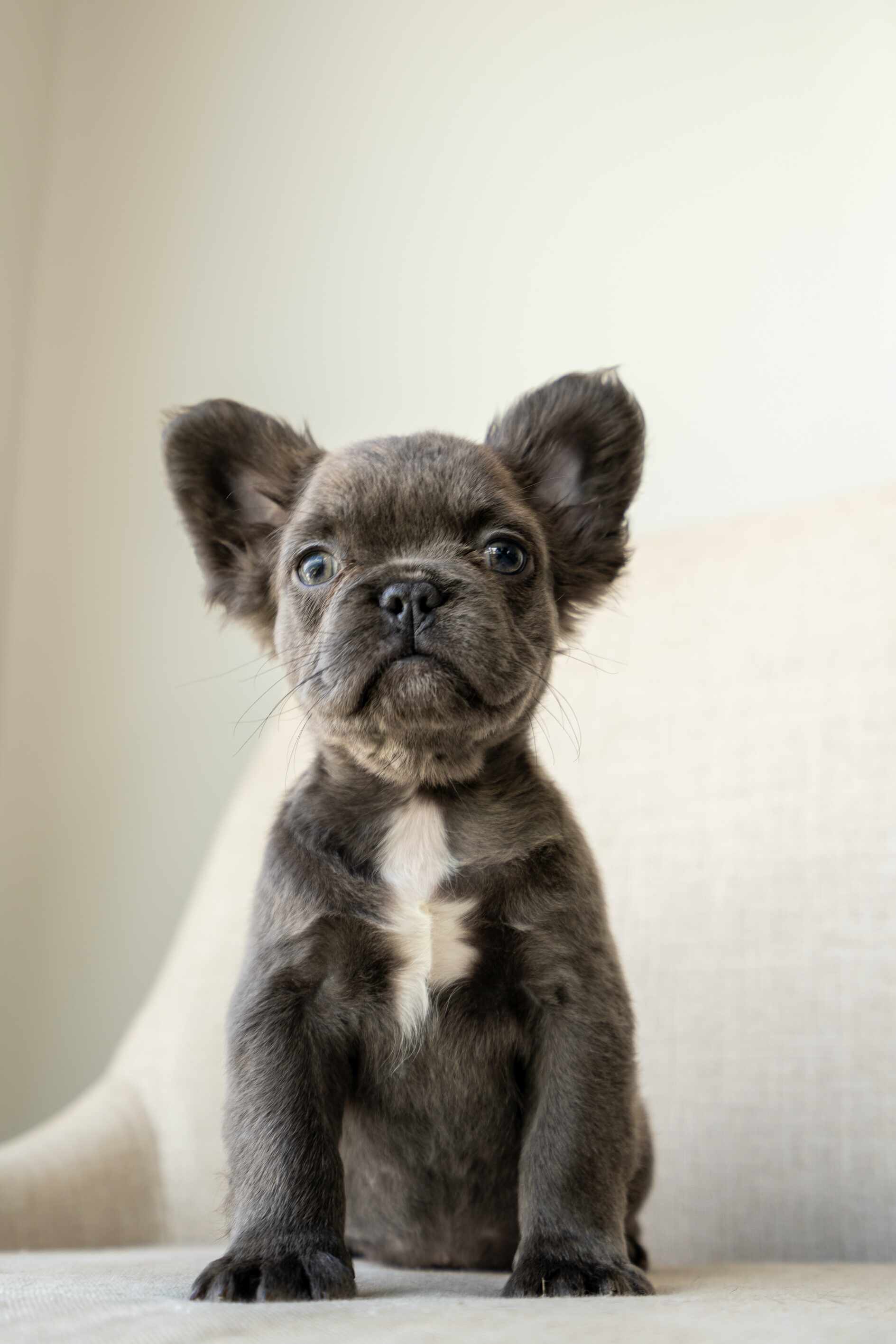 Puppies | Diamond French Bulldogs®