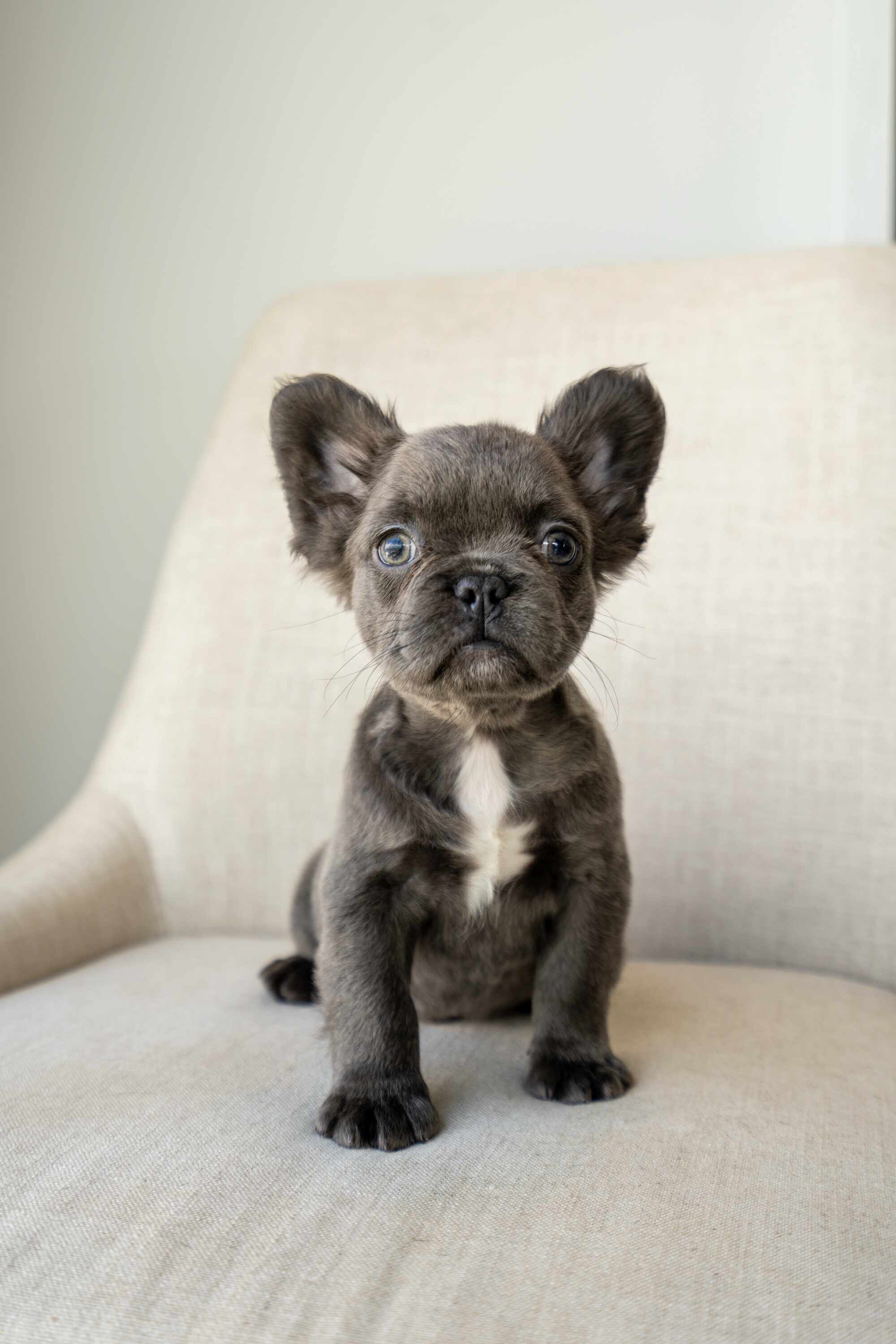 Puppies | Diamond French Bulldogs®